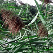 Fresh Pond Marginals Plants - Water Gardening Direct