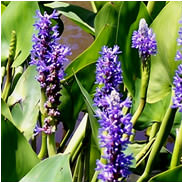 Fresh Pond Marginals Plants - Water Gardening Direct